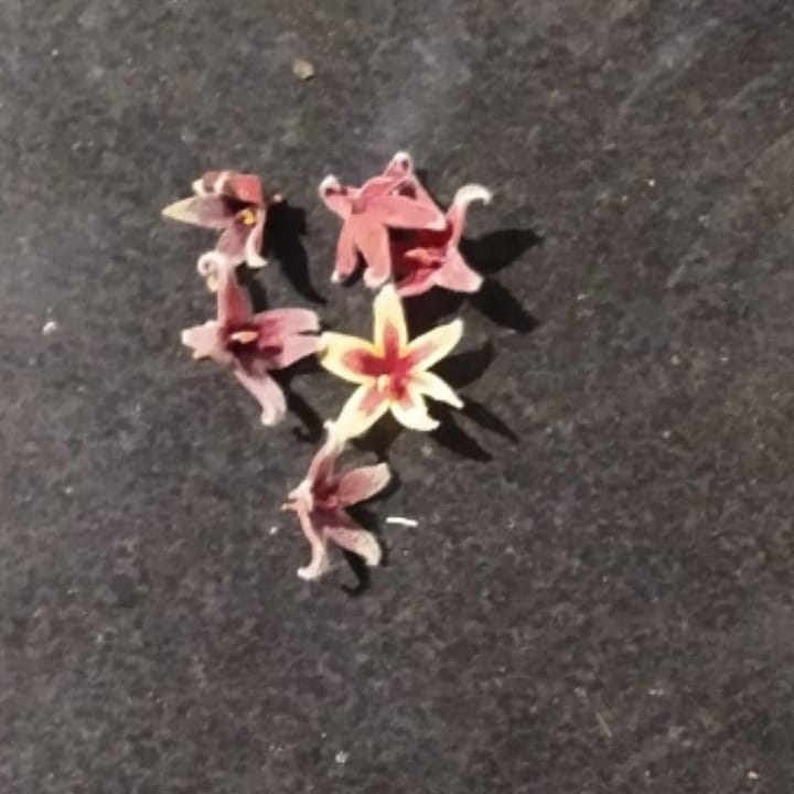 बोभाटाची बाग भाग-६ : या सुंदर फुलाला विष्ठेच्या देवतेचे फूल का म्हणतात