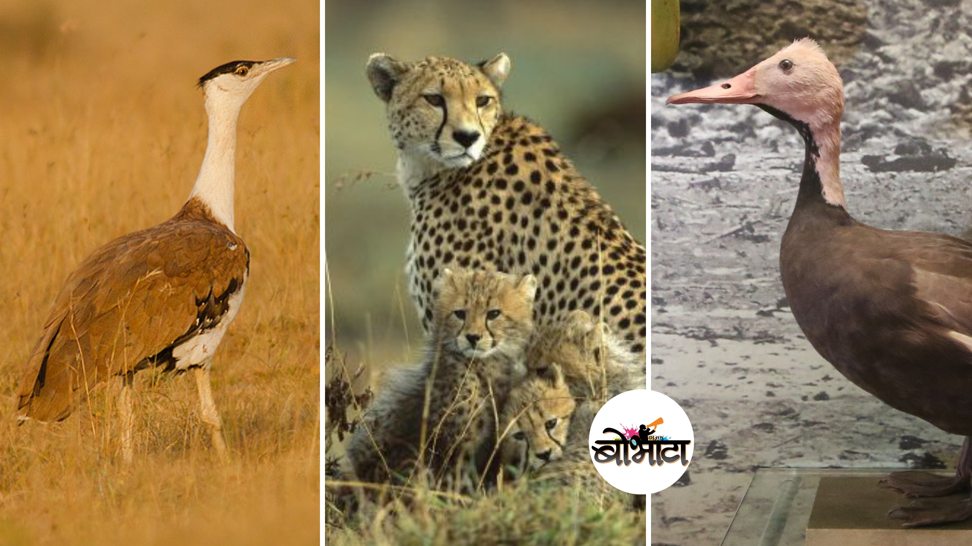 भारतातल्या या ३ प्राण्यांच्या जाती लुप्त झाल्या आणि आपल्याला पत्ता ...