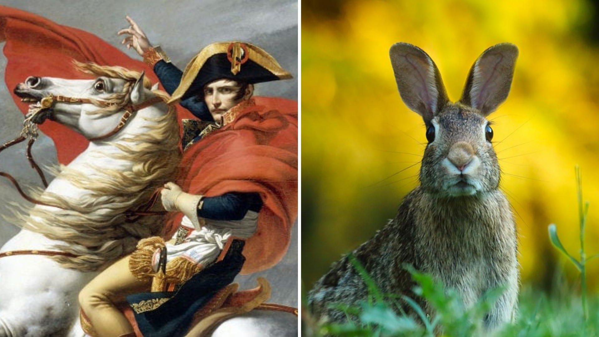 सम्राट 'नेपोलियन बोनापार्ट'ला चक्क सशांनी हरवलं होतं