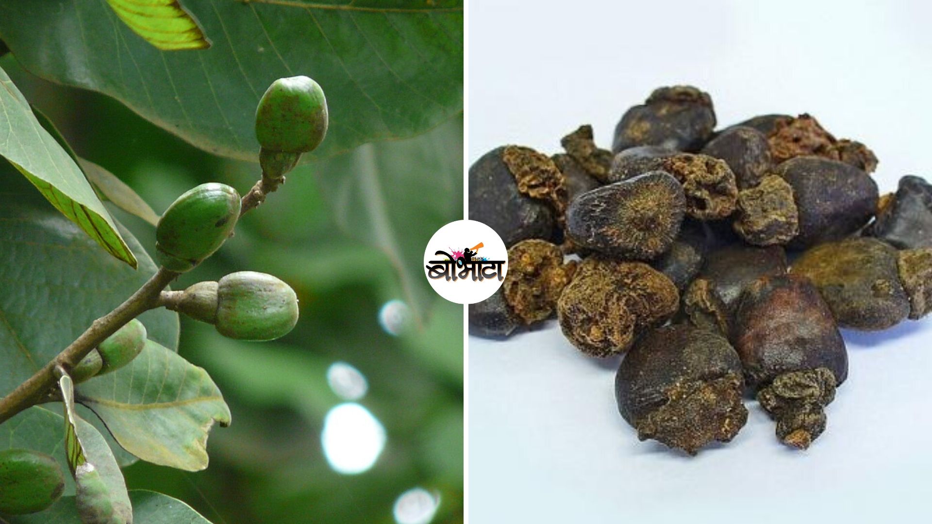 विषारी म्हणून ओळखल्या जाणाऱ्या बिब्ब्याच्या फळाचे आणि लाकडाचे हे उपयोग ...