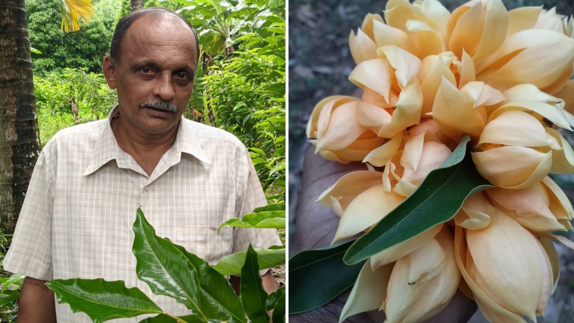 बारमाही फुलणाऱ्या सोनचाफ्याची कलमं बनवणाऱ्या वेलणकरांची प्रेरणादायी गोष्ट!!