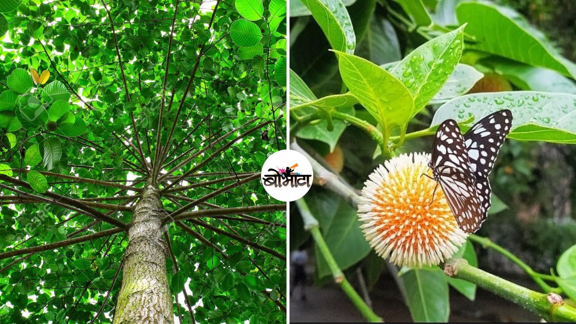 बोभाटाची बाग : भाग ८ - मादक सुगंधी कदंबवृक्ष!! पुराणातले उल्लेख तर खरेच ...