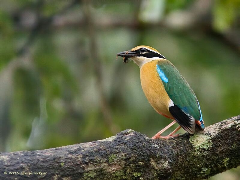 पावसाळ्यातल्या पक्ष्यांची गंमत जंमत: तणमोर आणि नवरंग पक्षी पाहिले आहेत ...